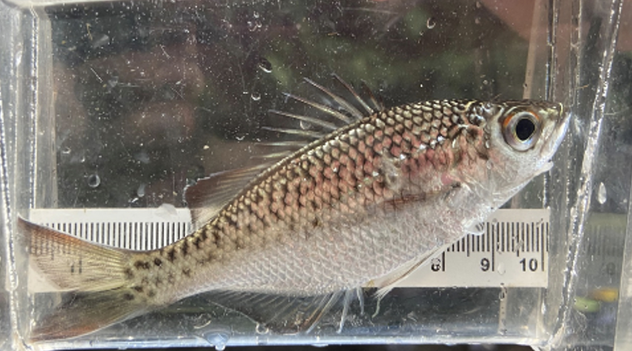 Environmental DNA: A Promising Tool for Biodiversity Monitoring ...